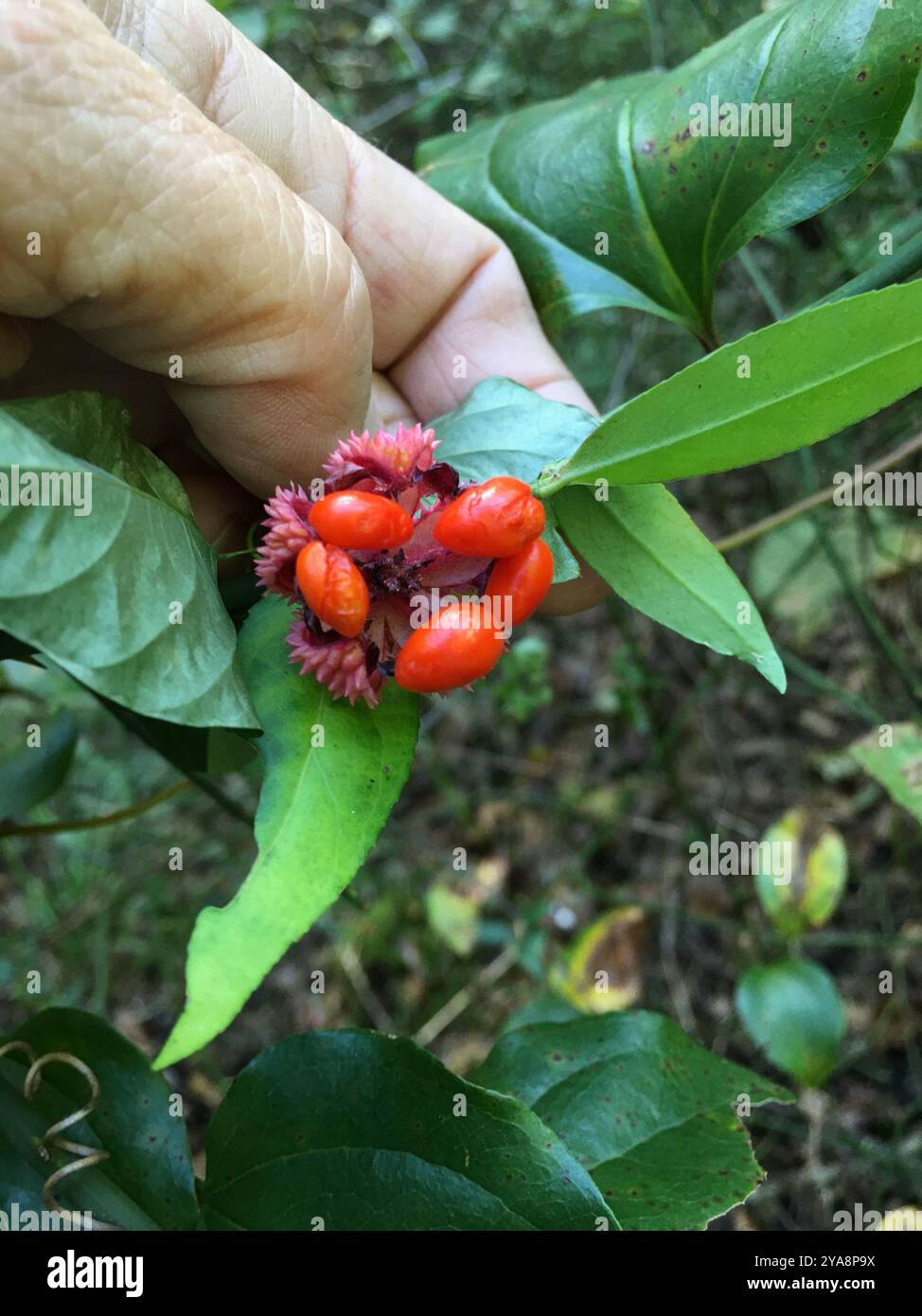 strawberry bush (Euonymus americanus) Plantae Stock Photo - Alamy
