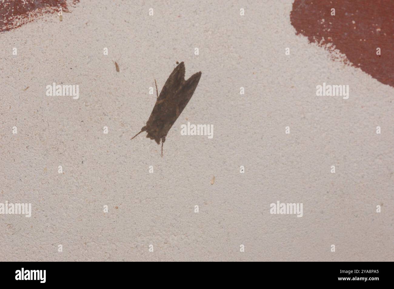 Plusiine Looper Moths (Plusiinae) Insecta Stock Photo - Alamy