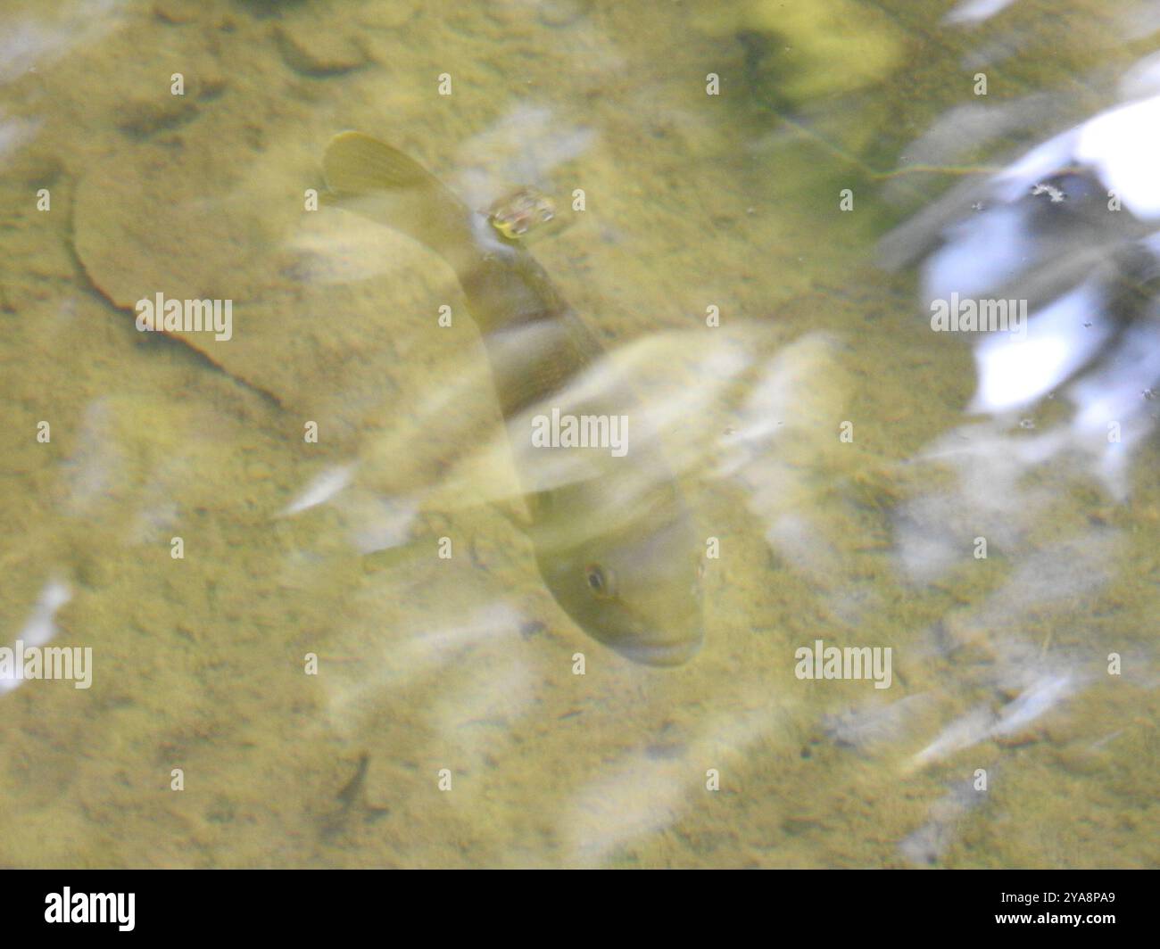 Green Sunfish (Lepomis cyanellus) Actinopterygii Stock Photo - Alamy