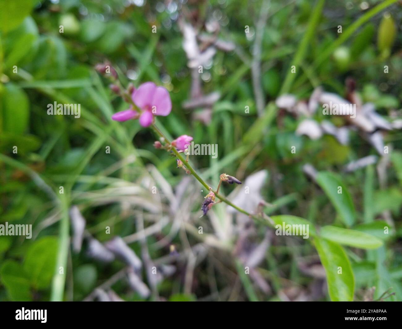 creeping beggarweed (Desmodium incanum) Plantae Stock Photo - Alamy