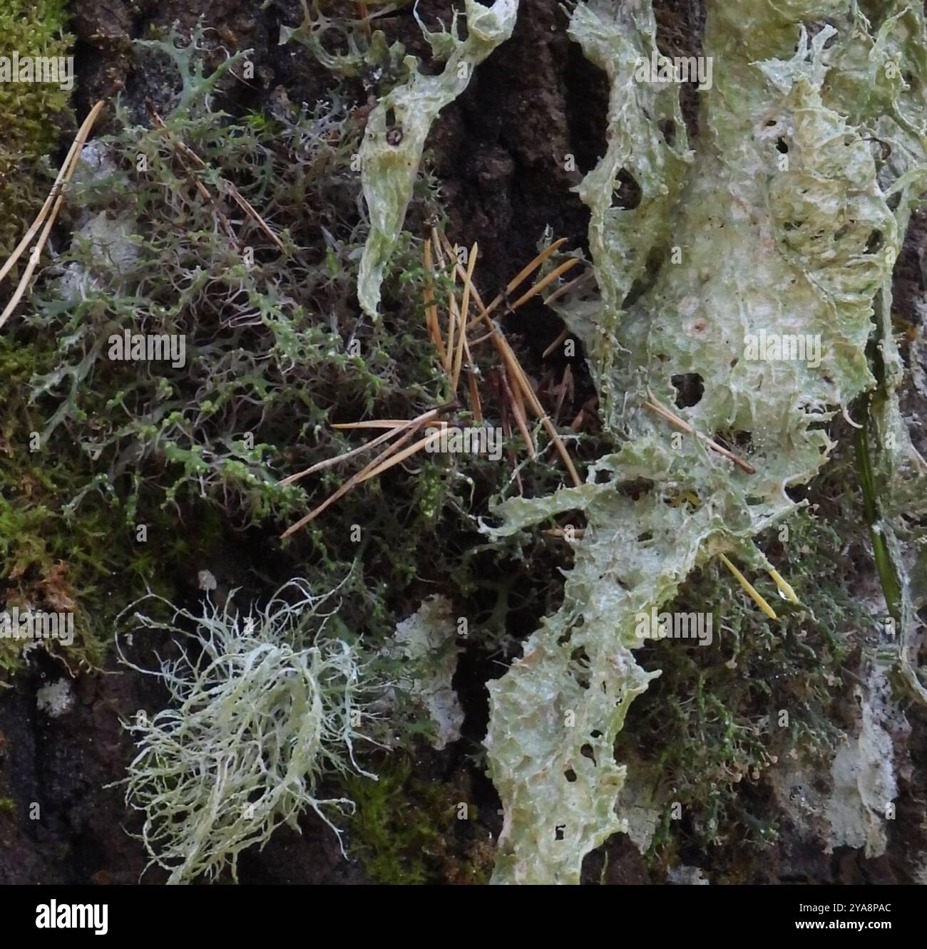 common lichens (Lecanoromycetes) Fungi Stock Photo - Alamy