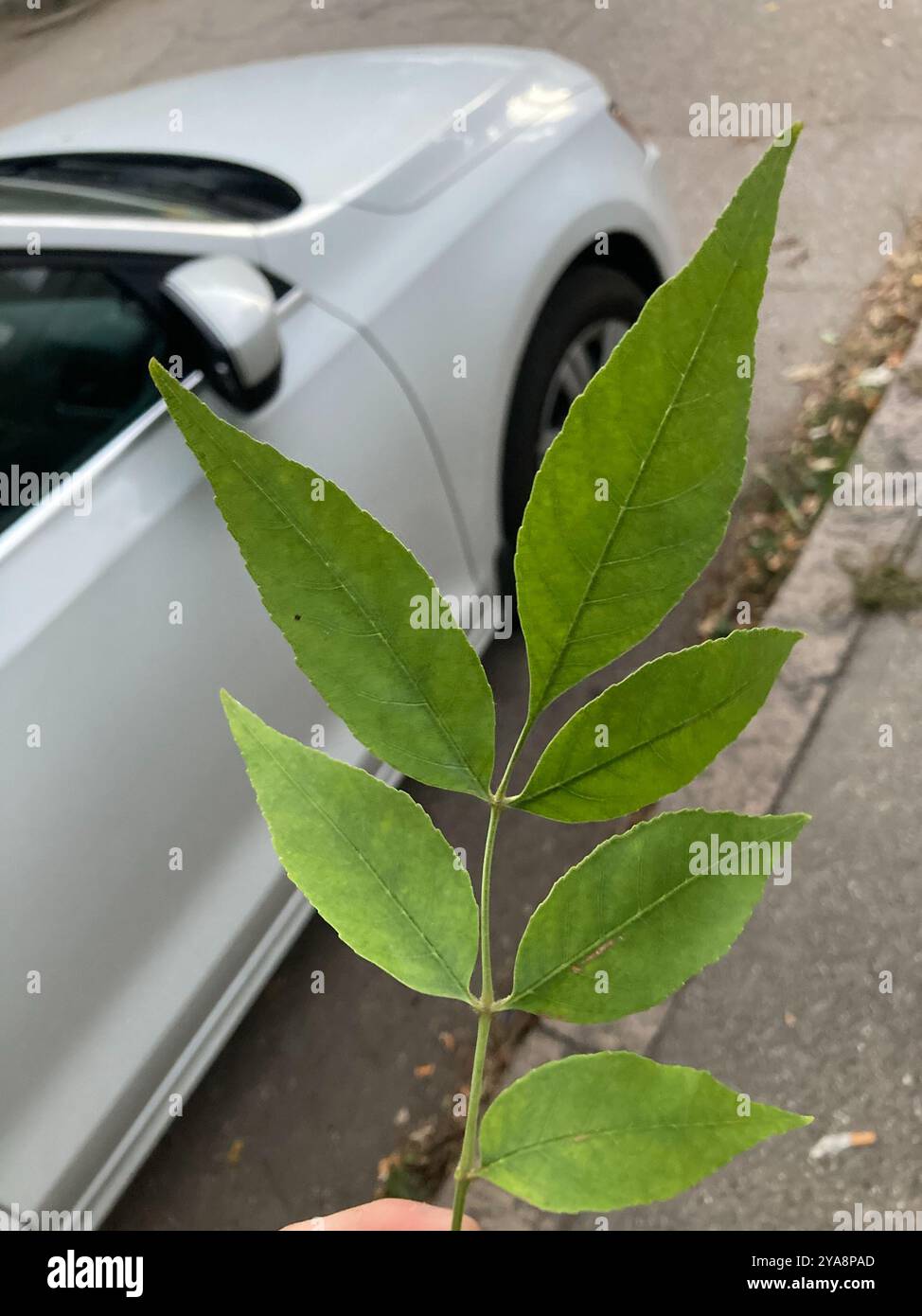 ashes (Fraxinus) Plantae Stock Photo - Alamy