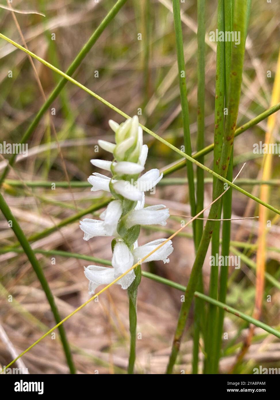 nodding ladies’ tresses (Spiranthes cernua) Plantae Stock Photo - Alamy