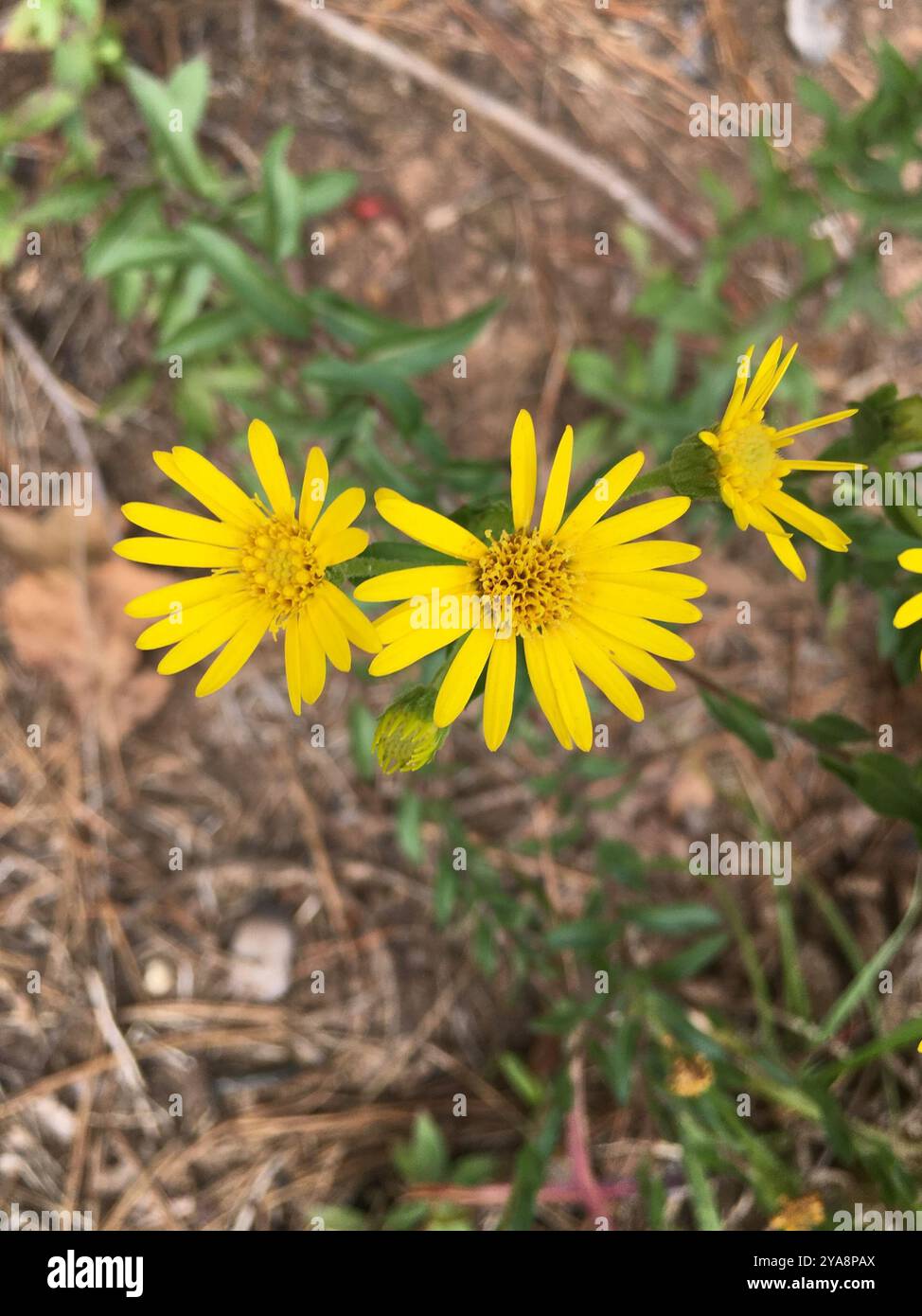 Maryland golden-aster (Chrysopsis mariana) Plantae Stock Photo - Alamy