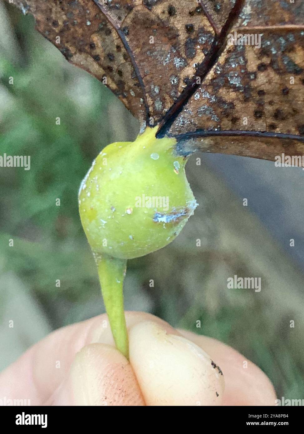 Cherubic Poplar Petiole-gall Aphid (Pemphigus obesinymphae) Insecta ...