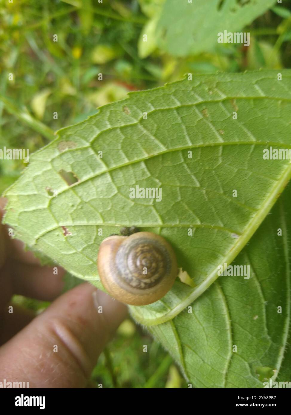 Common Land Snails and Slugs (Stylommatophora) Mollusca Stock Photo - Alamy