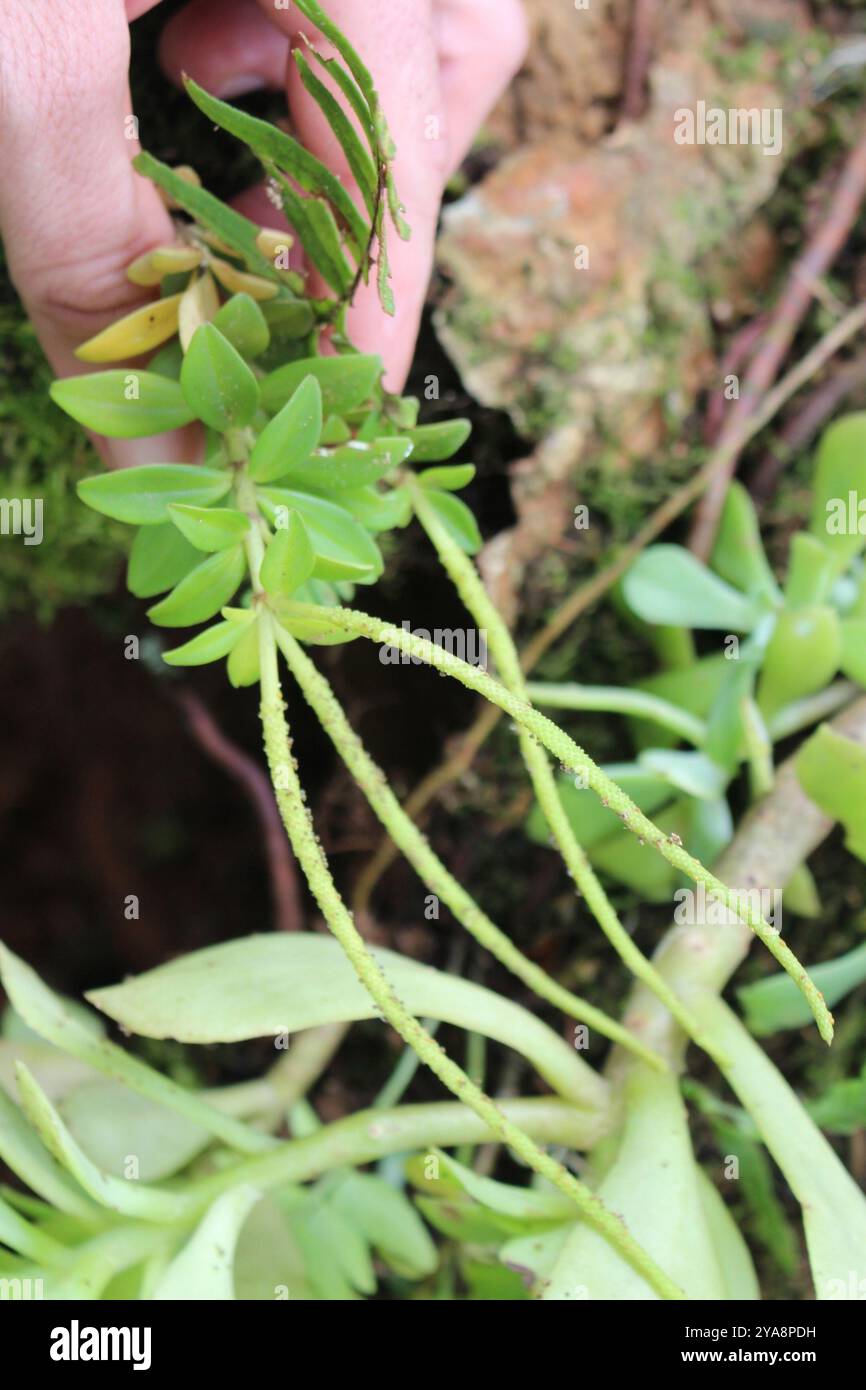radiator plants (Peperomia) Plantae Stock Photo - Alamy