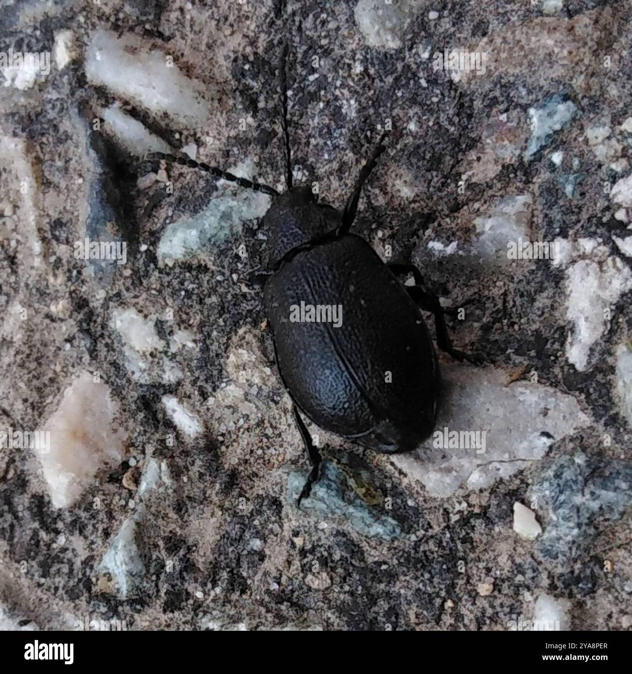 black-punctured leaf beetle (Galeruca tanaceti) Insecta Stock Photo - Alamy