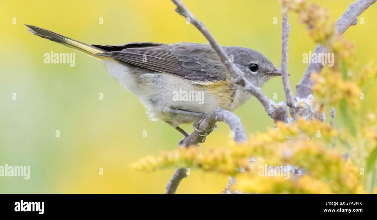 American Redstart (Setophaga ruticilla) Aves Stock Photo - Alamy