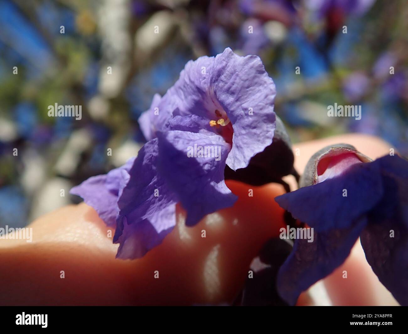 (Bowdichia virgilioides) Plantae Stock Photo - Alamy