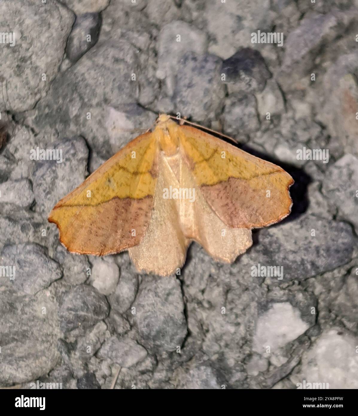 Sharp-lined Yellow (Sicya macularia) Insecta Stock Photo - Alamy