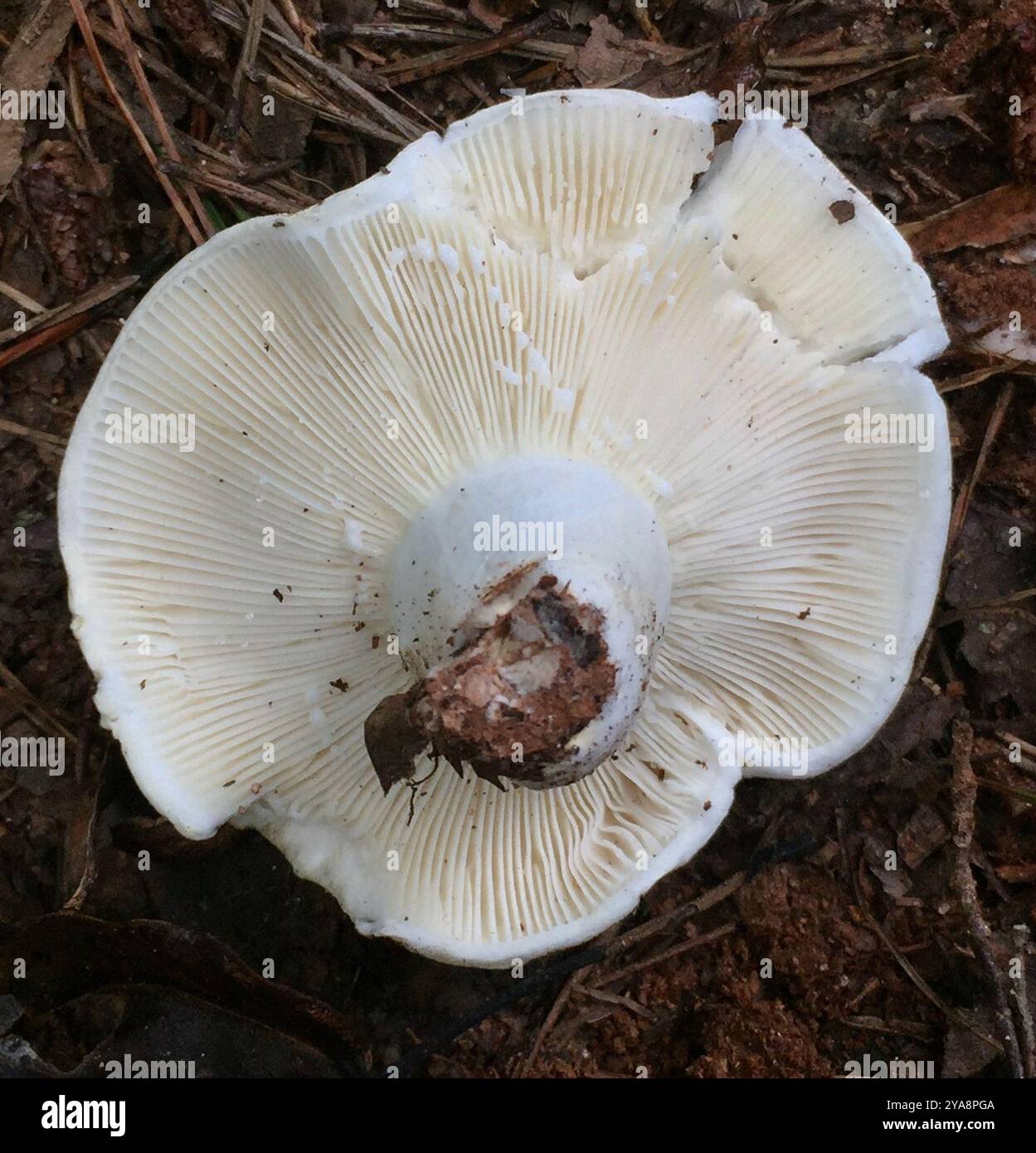 Peppery Milkcap (Lactifluus piperatus) Fungi Stock Photo - Alamy