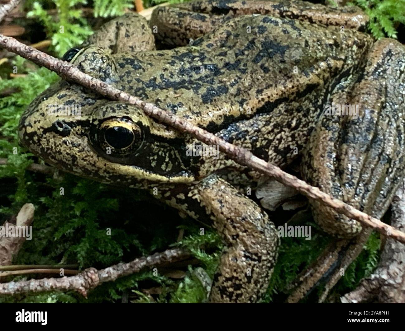 Northern Red-legged Frog (Rana aurora) Amphibia Stock Photo - Alamy