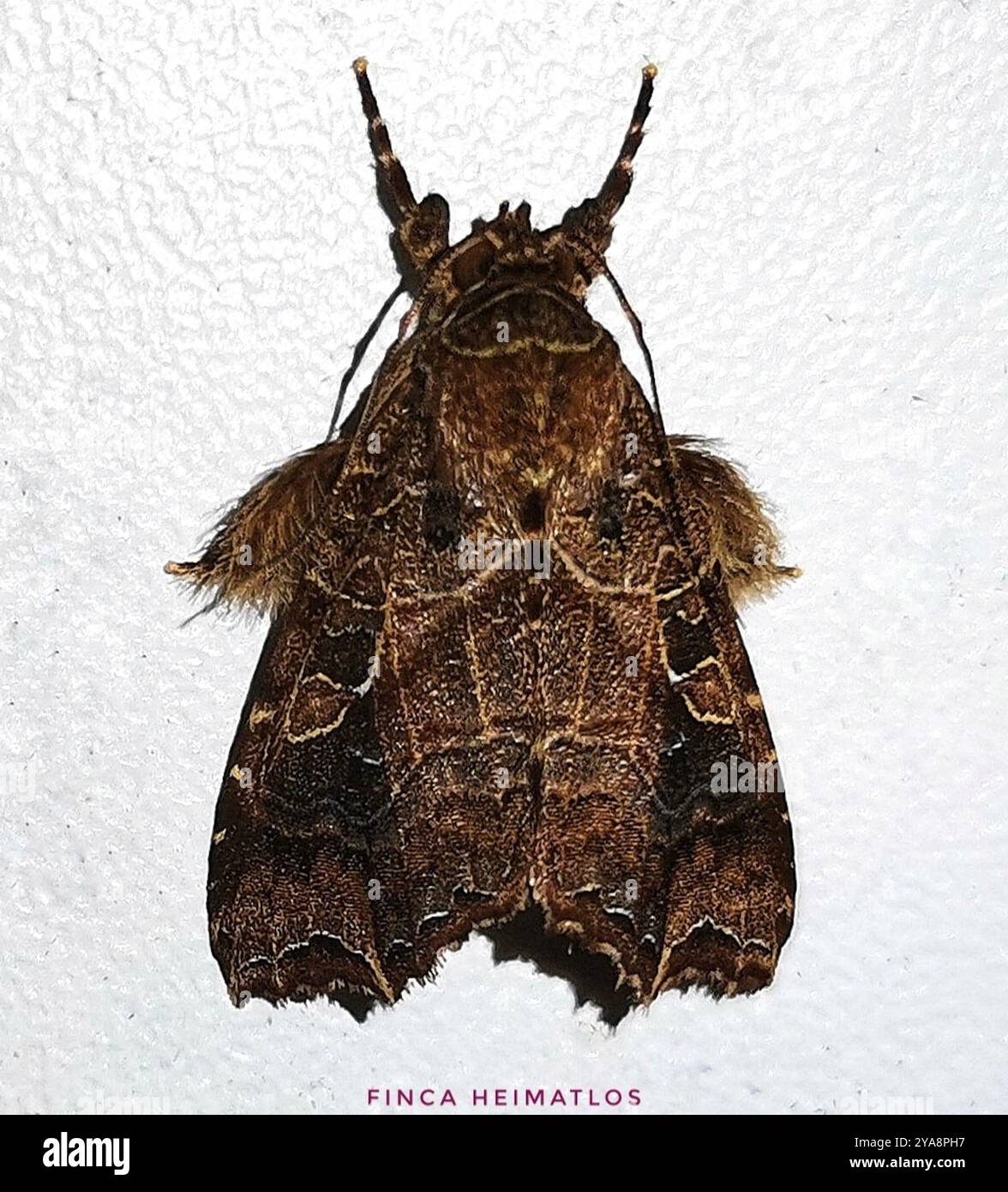 Fern Moths (Callopistria) Insecta Stock Photo - Alamy