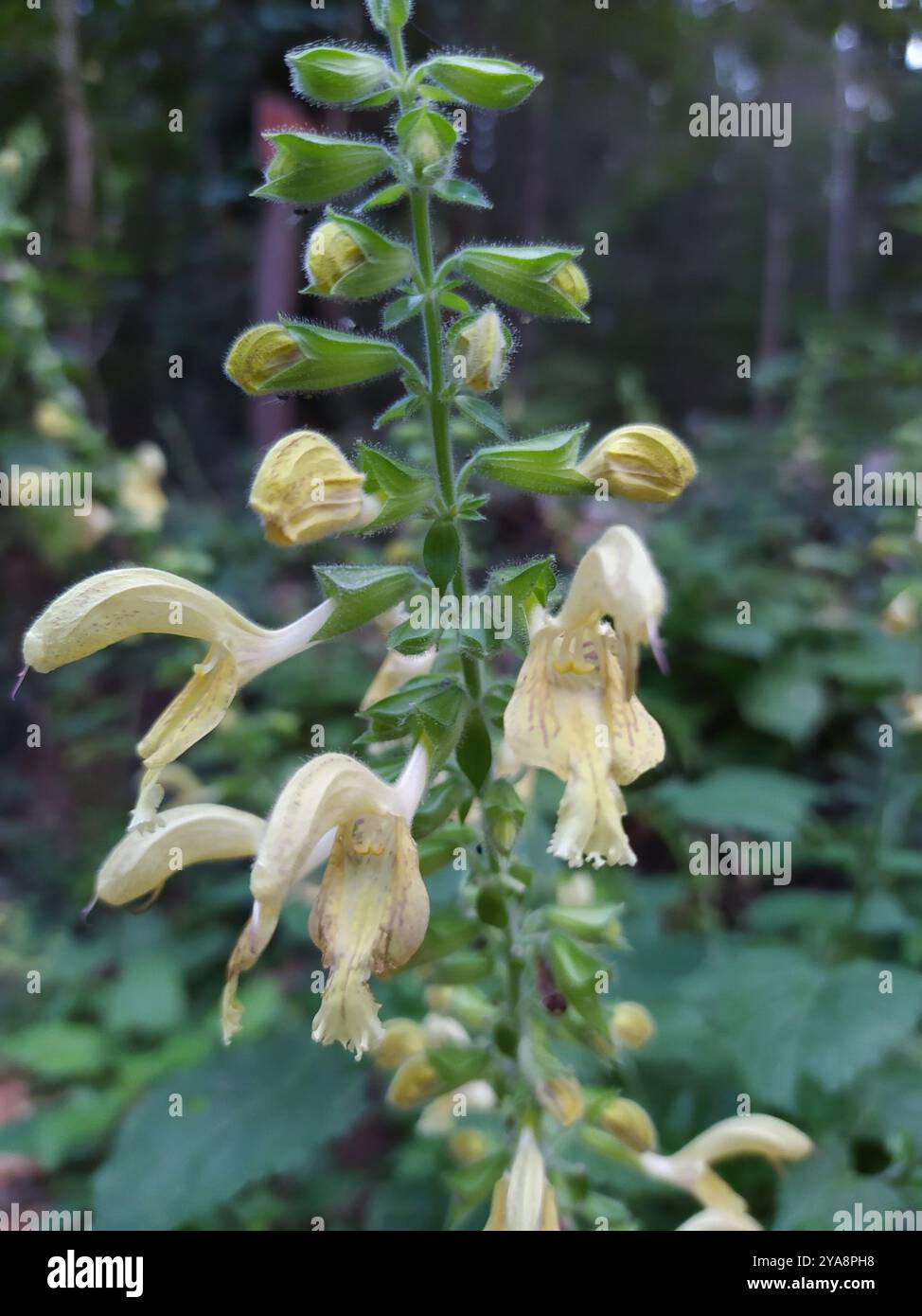 Sticky Sage (Salvia glutinosa) Plantae Stock Photo - Alamy