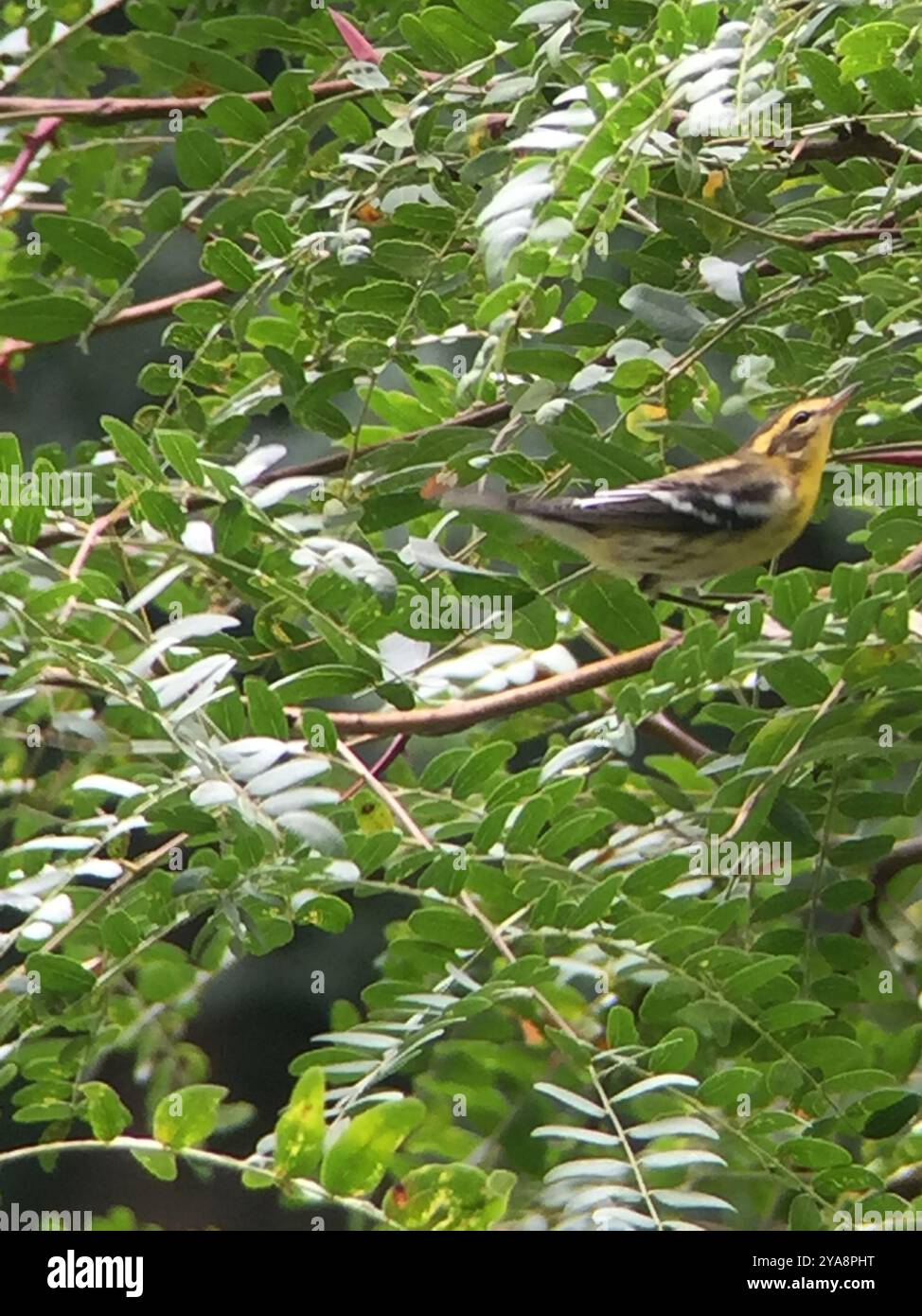 Blackburnian Warbler (Setophaga fusca) Aves Stock Photo - Alamy