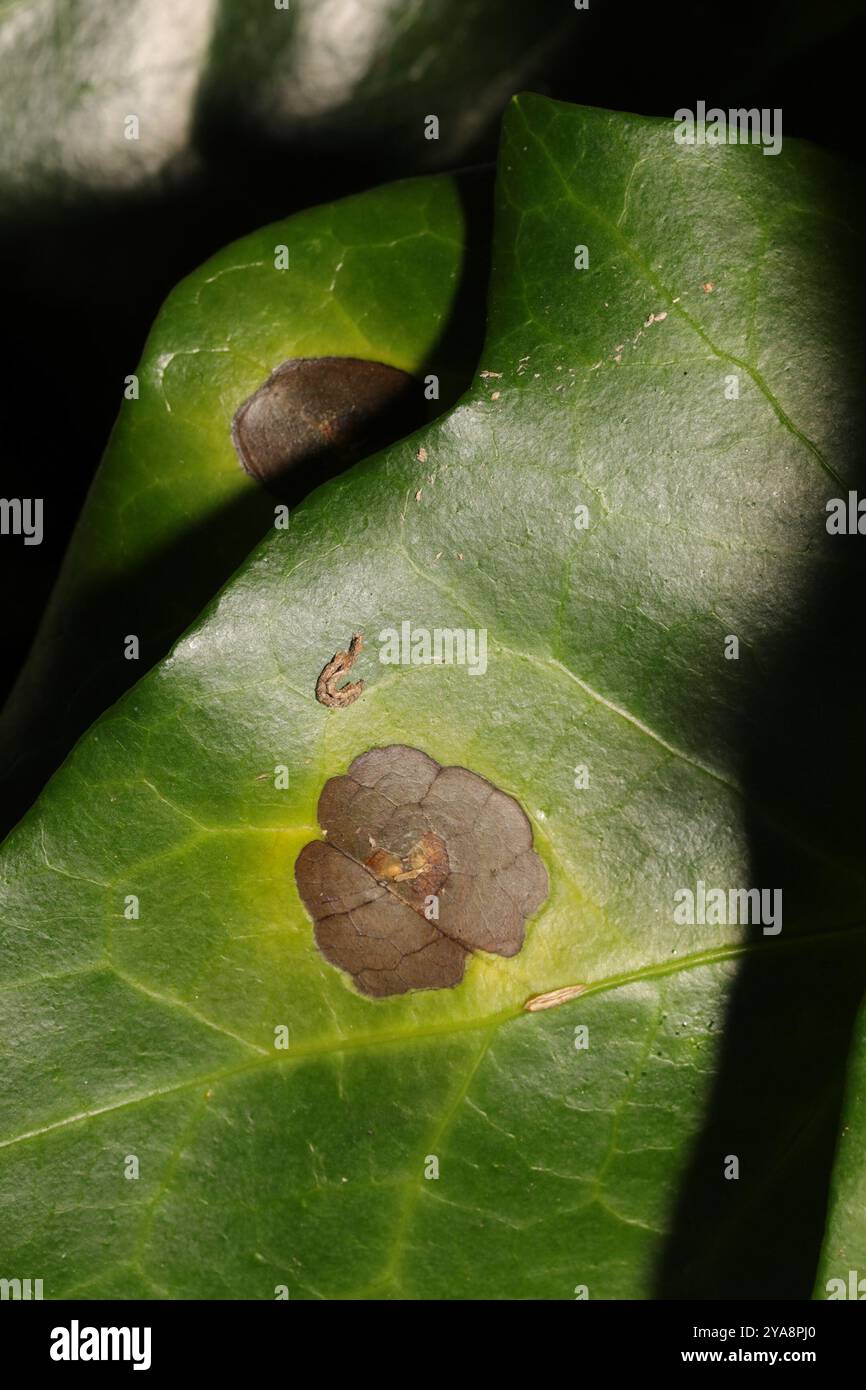 Leaf spot of ivy (Boeremia hedericola) Fungi Stock Photo - Alamy