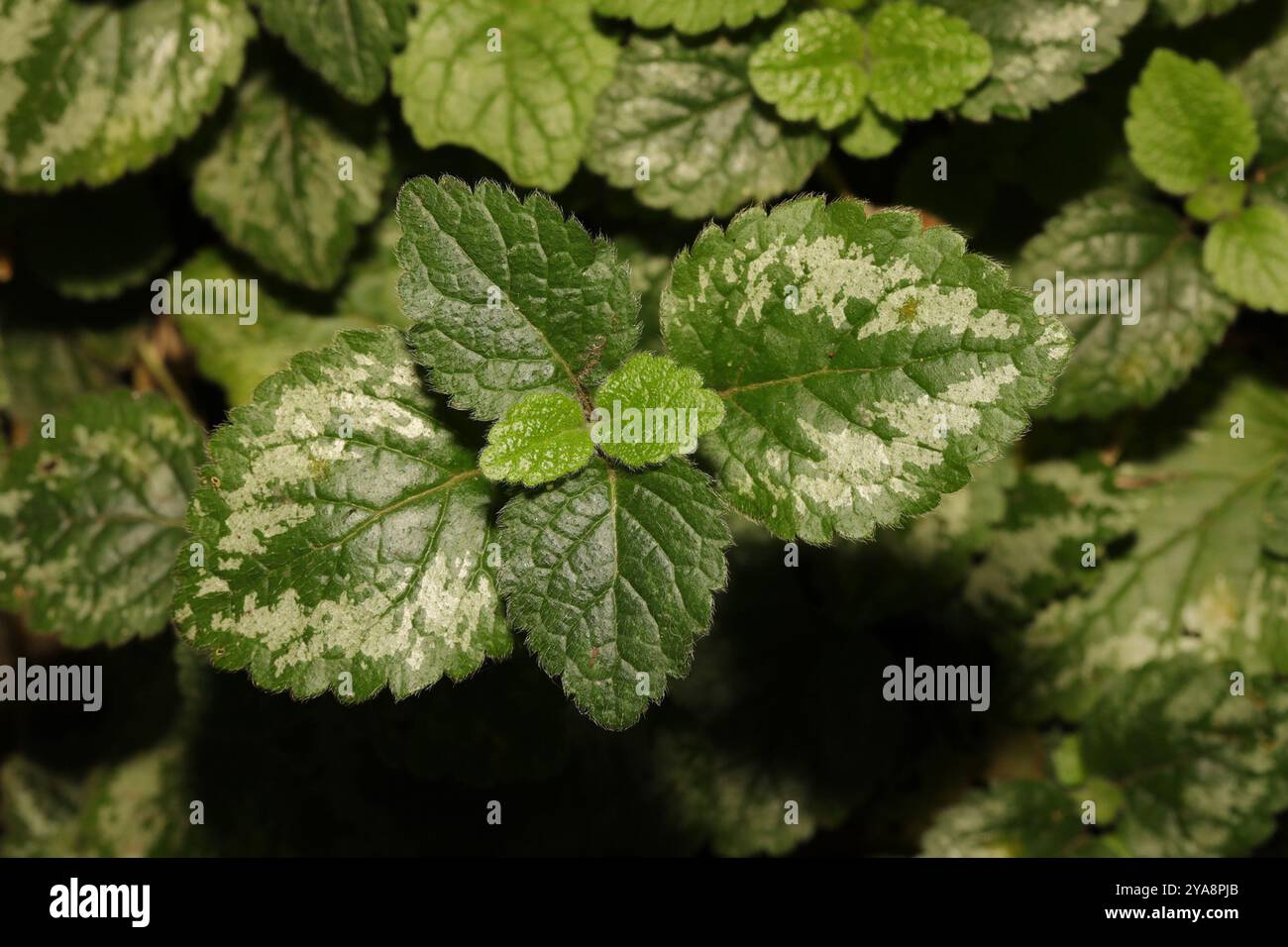 Variegated Yellow Archangel (Lamium galeobdolon argentatum) Plantae ...