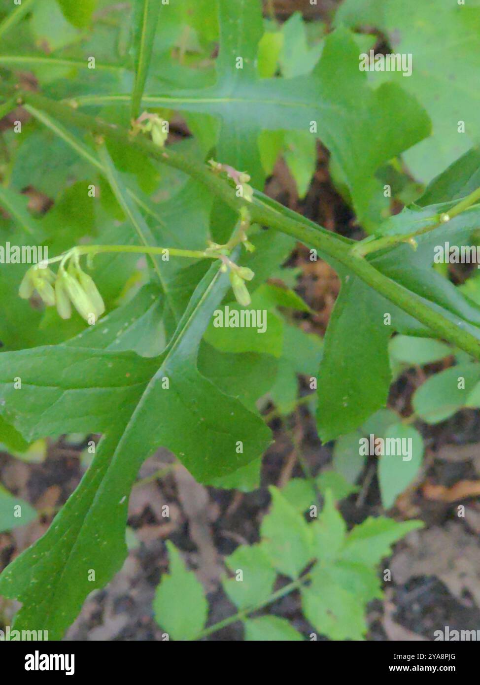 lion's foot rattlesnake root (Nabalus serpentarius) Plantae Stock Photo ...
