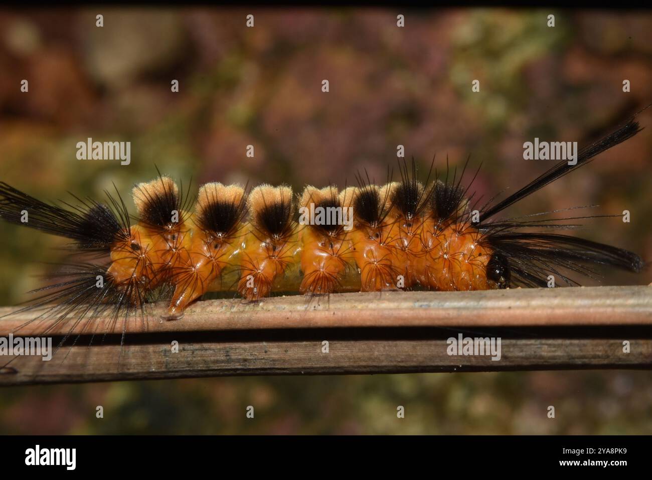 Painted Handmaiden Moth (Euchromia polymena) Insecta Stock Photo - Alamy