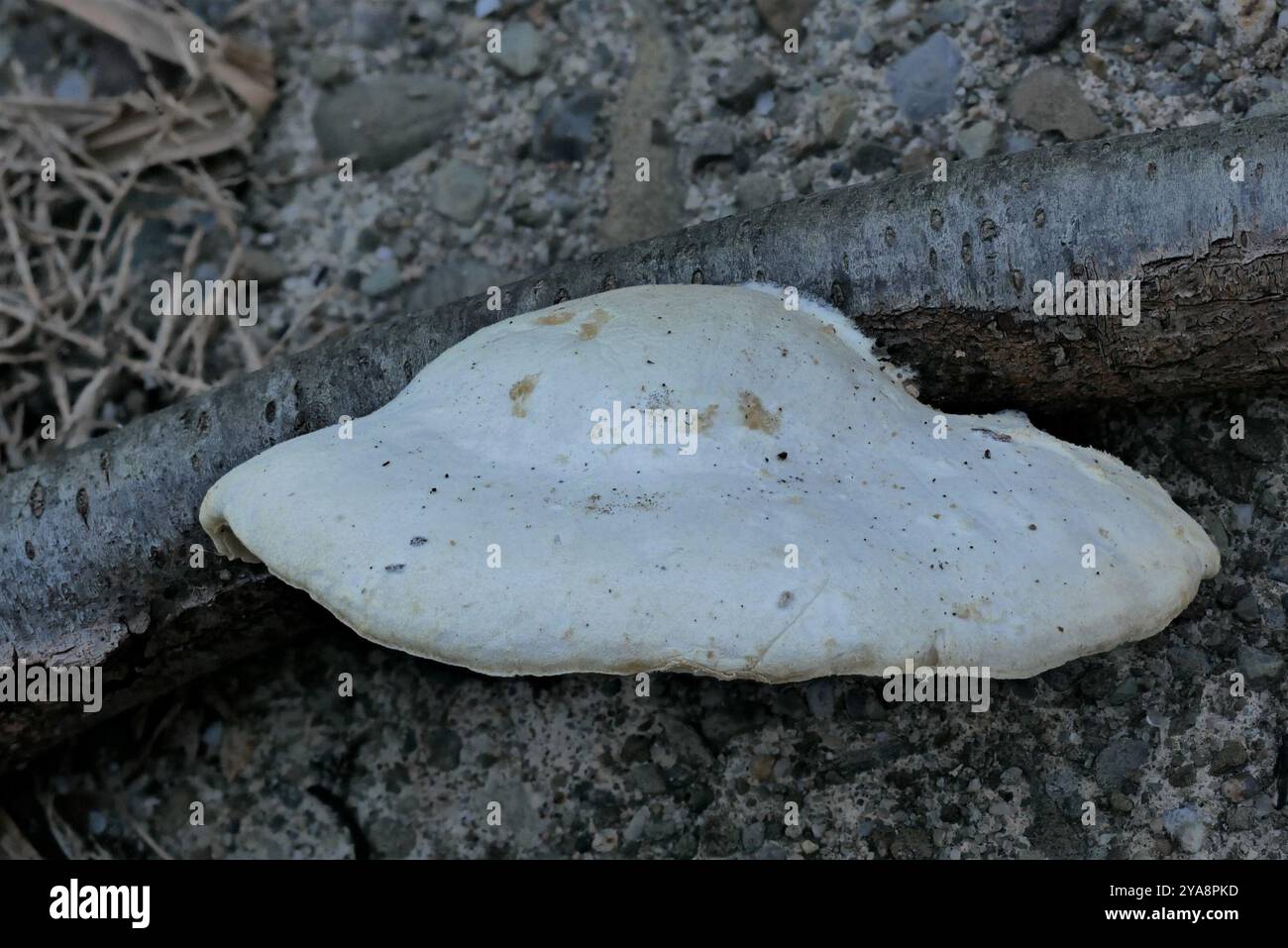 shelf fungi (Polyporales) Fungi Stock Photo - Alamy