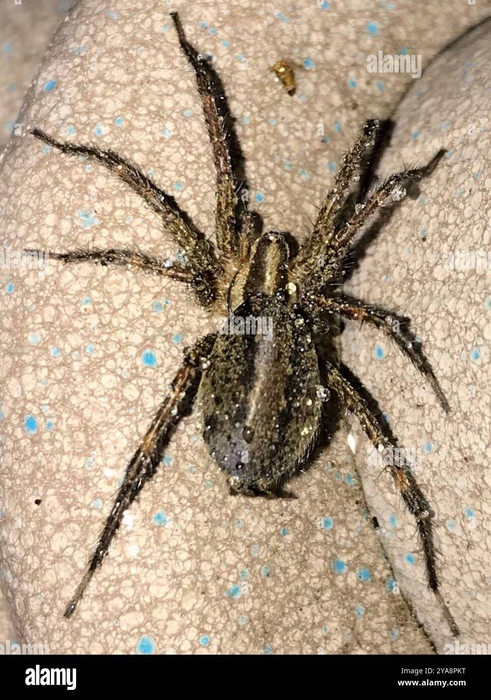 RTA Clade Spiders (Rta clade) Arachnida Stock Photo - Alamy