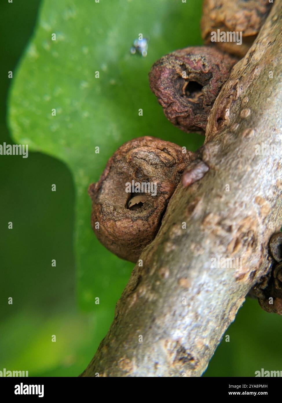 Oak Rough Bulletgall Wasp (Disholcaspis quercusmamma) Insecta Stock ...
