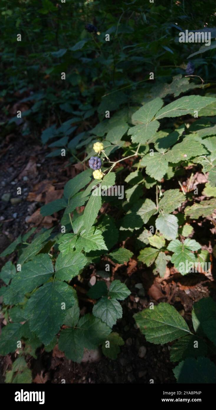 European dewberry (Rubus caesius) Plantae Stock Photo - Alamy