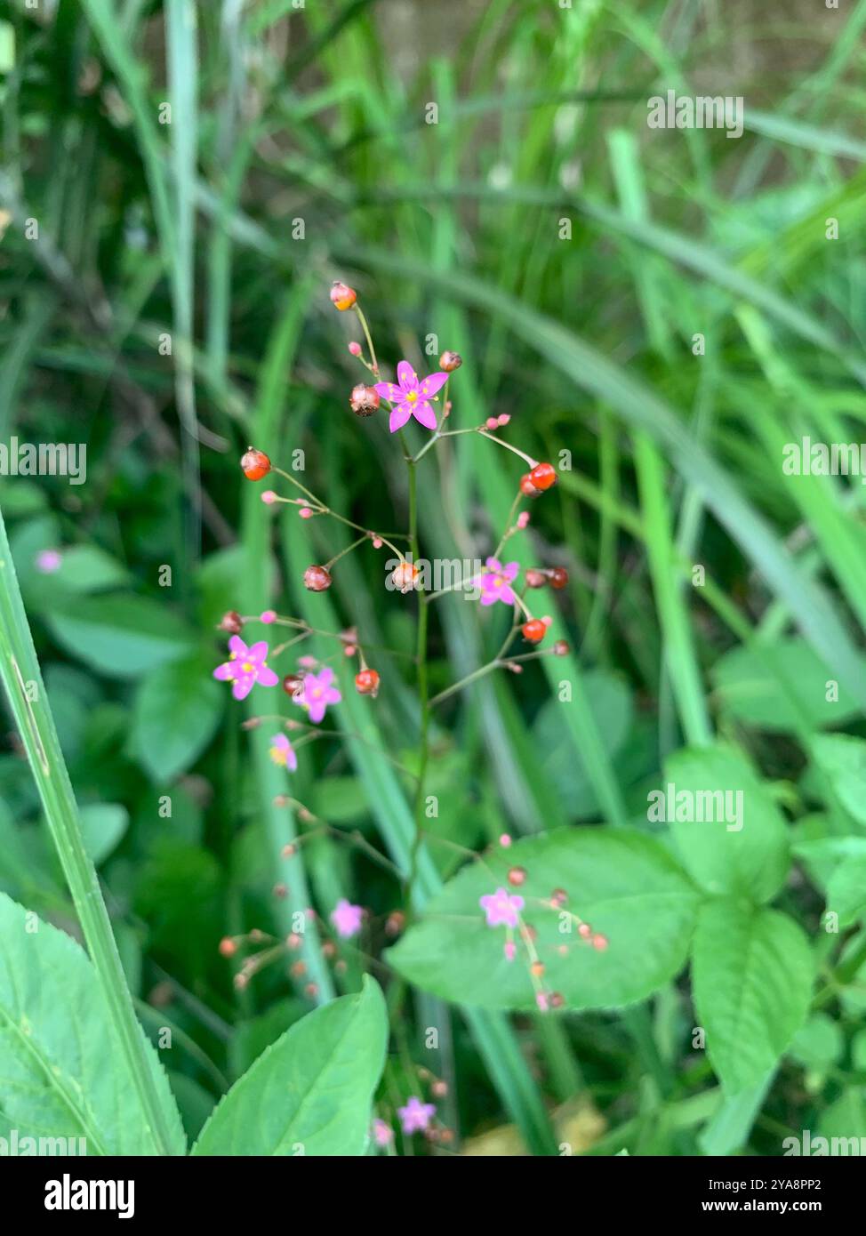 Jewels of Opar (Talinum paniculatum) Plantae Stock Photo - Alamy