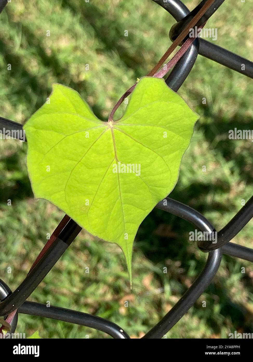 red morning glory (Ipomoea coccinea) Plantae Stock Photo - Alamy