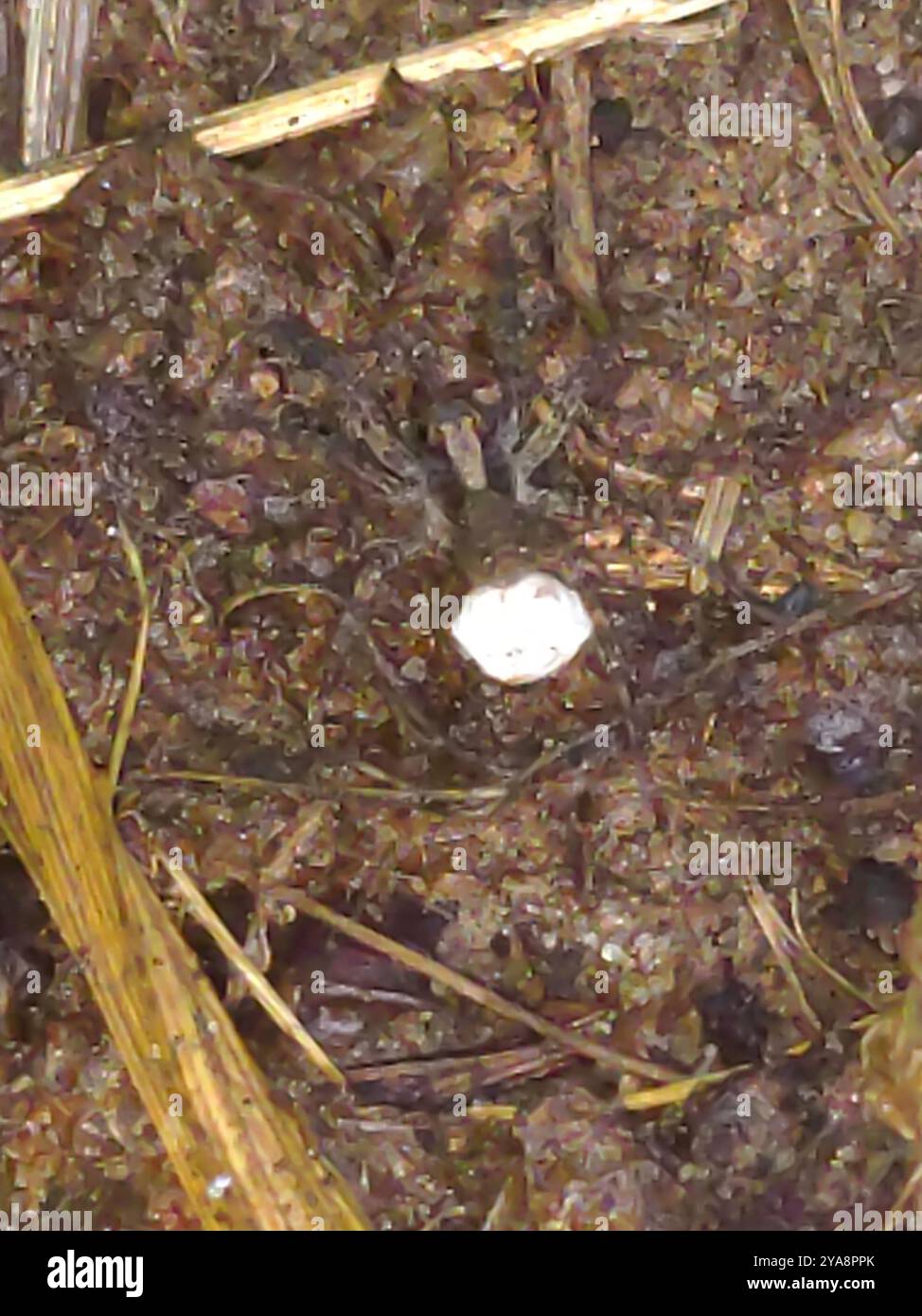 Wolf Spiders and Allies (Lycosoidea) Arachnida Stock Photo - Alamy