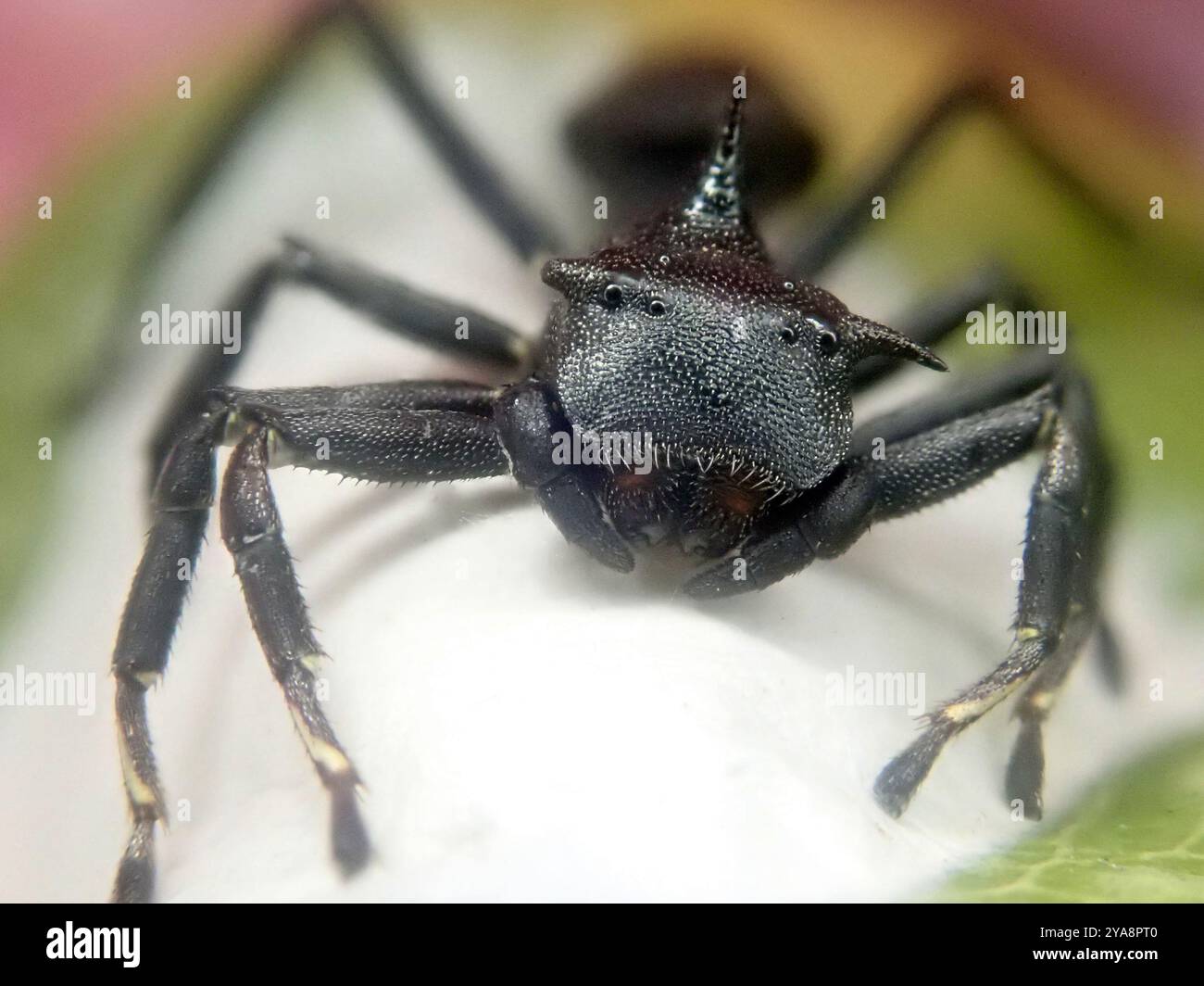 South American Ant-mimicking Crab Spiders (Aphantochilus) Arachnida ...