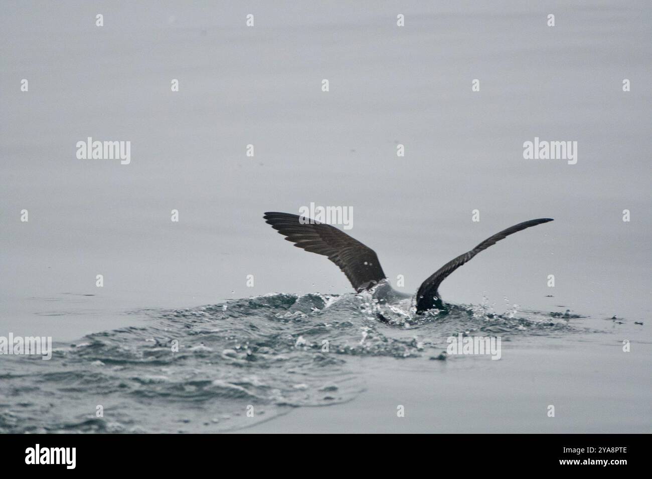 Sooty Shearwater (Ardenna grisea) Aves Stock Photo - Alamy