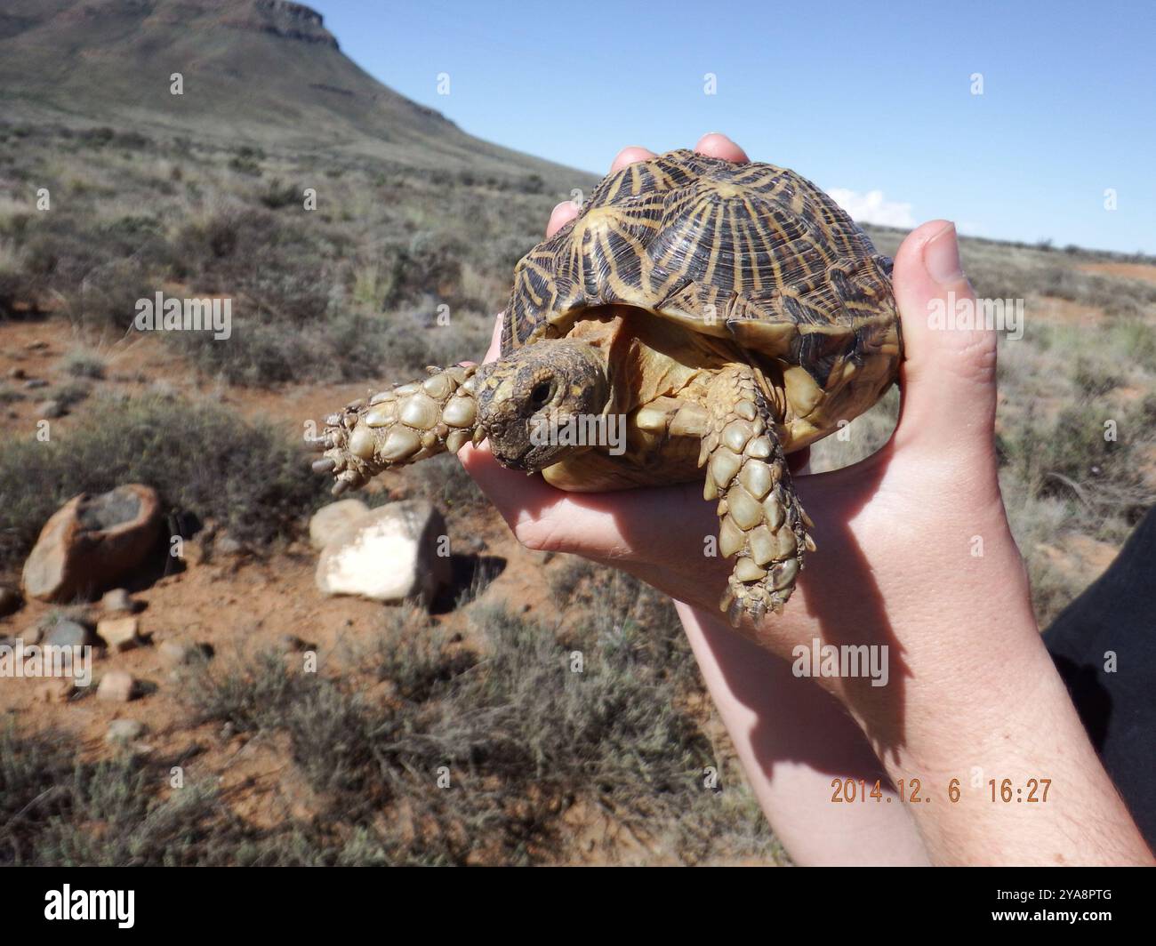 Southern tent tortoise (Psammobates tentorius tentorius) Reptilia Stock ...