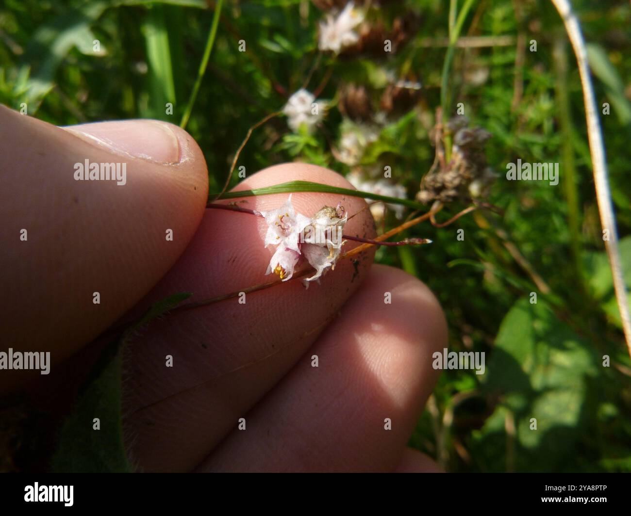 Clover Dodder (Cuscuta epithymum) Plantae Stock Photo - Alamy