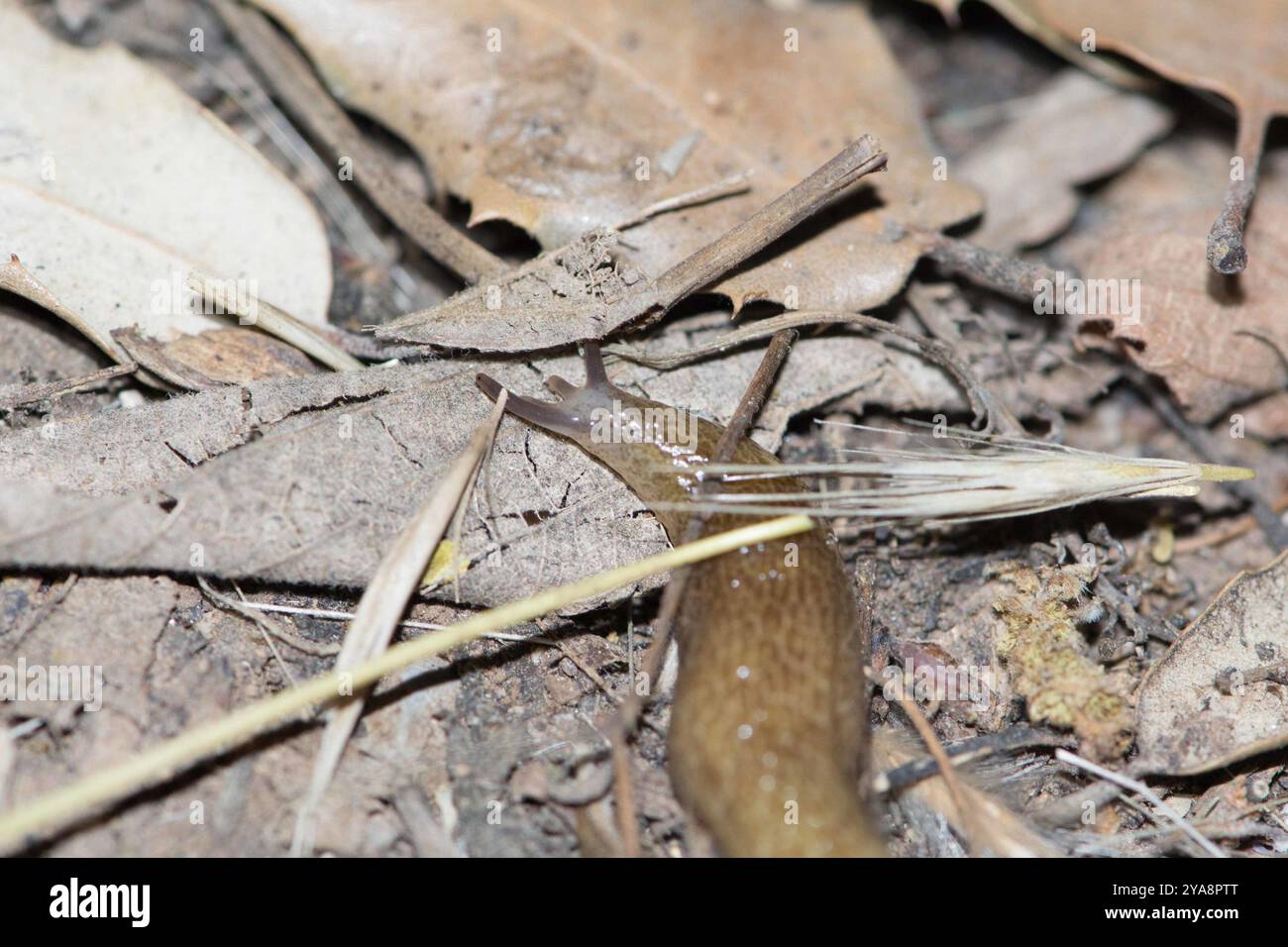 Earshell Slug (Testacella haliotidea) Mollusca Stock Photo - Alamy