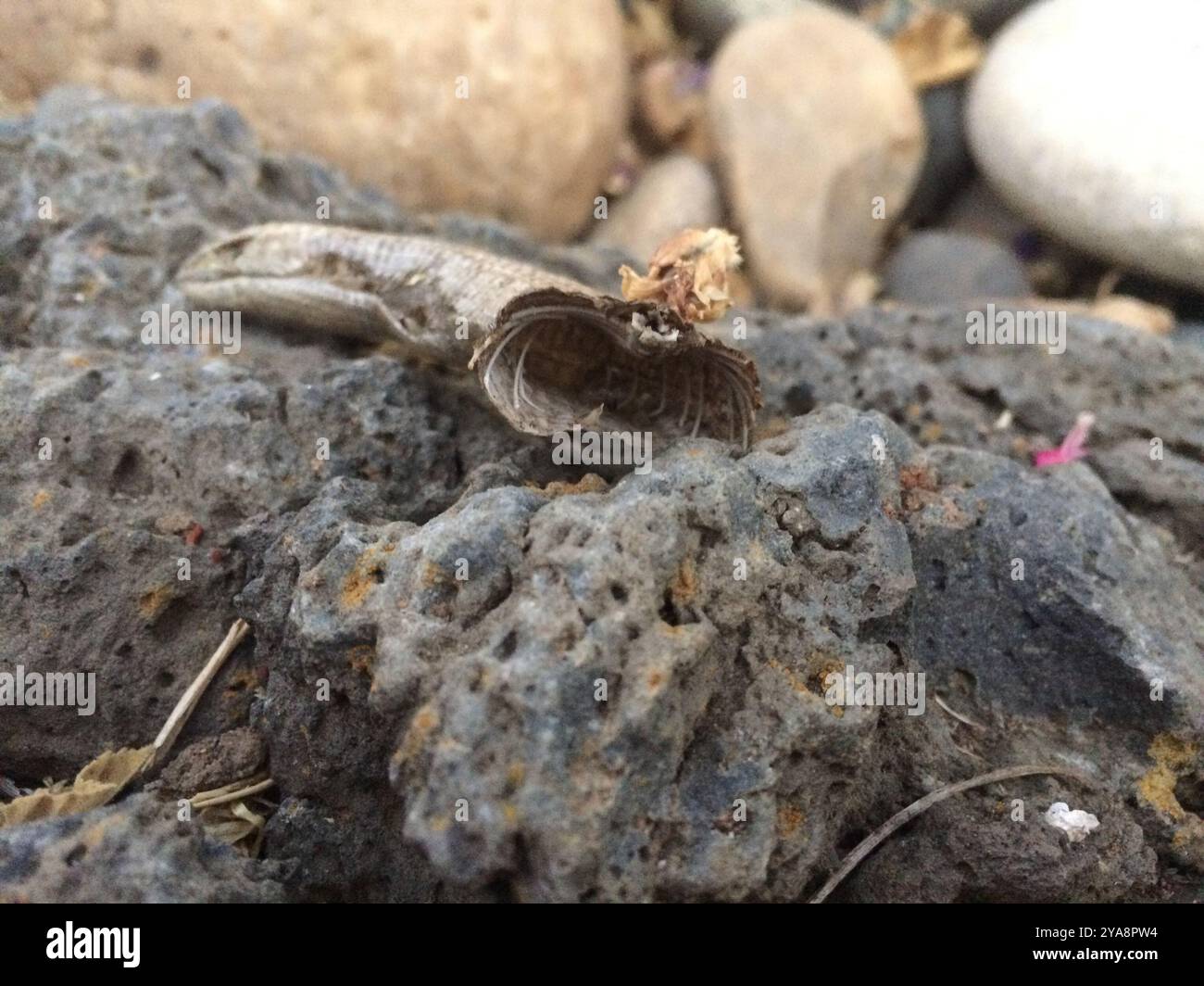 Western Alligator Lizards (Elgaria) Reptilia Stock Photo - Alamy
