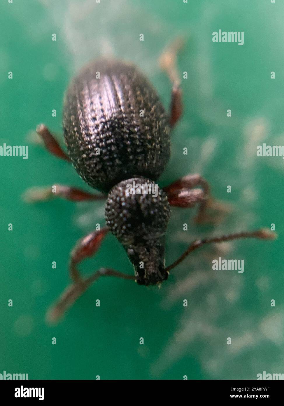 Strawberry Root Weevil (Otiorhynchus ovatus) Insecta Stock Photo - Alamy