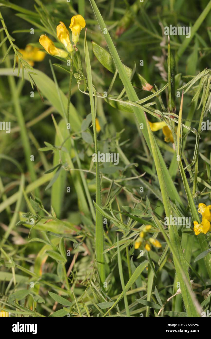 meadow pea (Lathyrus pratensis) Plantae Stock Photo - Alamy