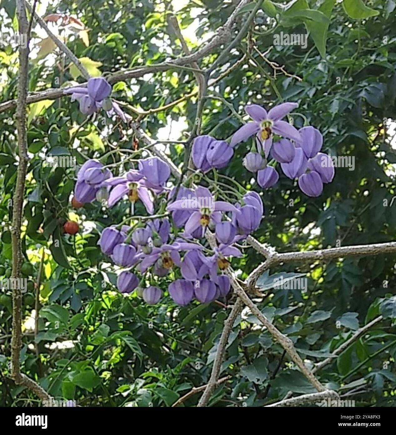 Brazilian Nightshade (Solanum seaforthianum) Plantae Stock Photo - Alamy