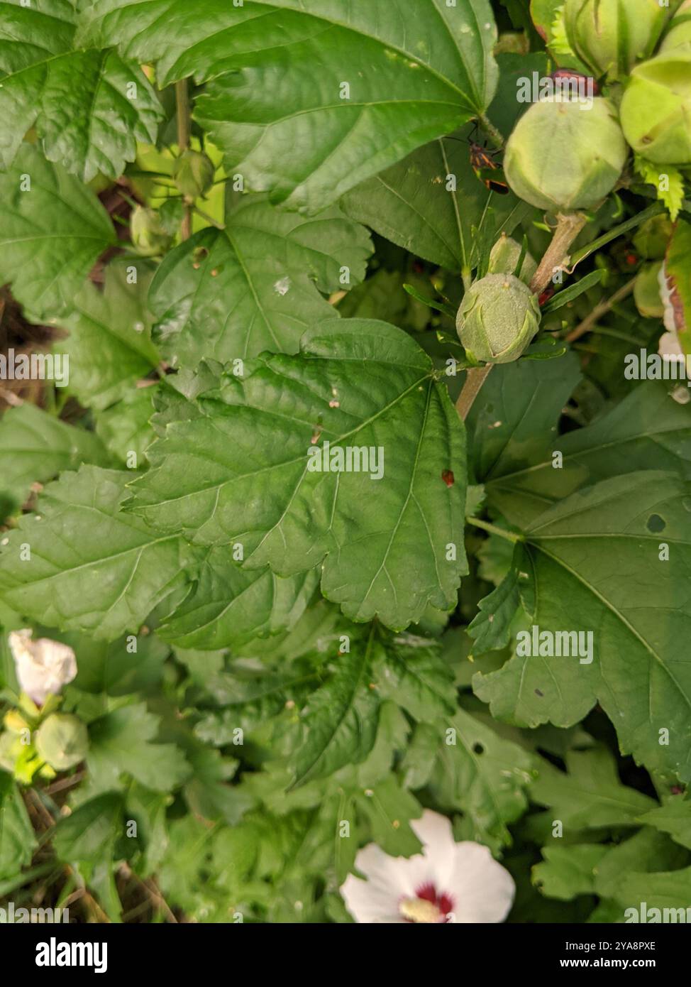 common hibiscus (Hibiscus syriacus) Plantae Stock Photo - Alamy