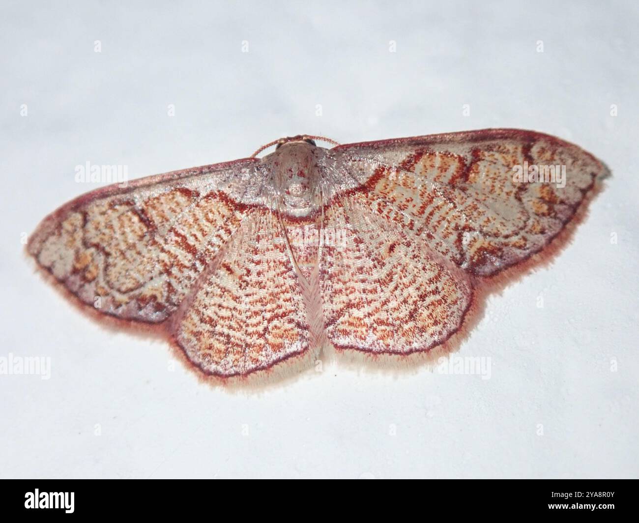Geometer Moths (Geometridae) Insecta Stock Photo - Alamy