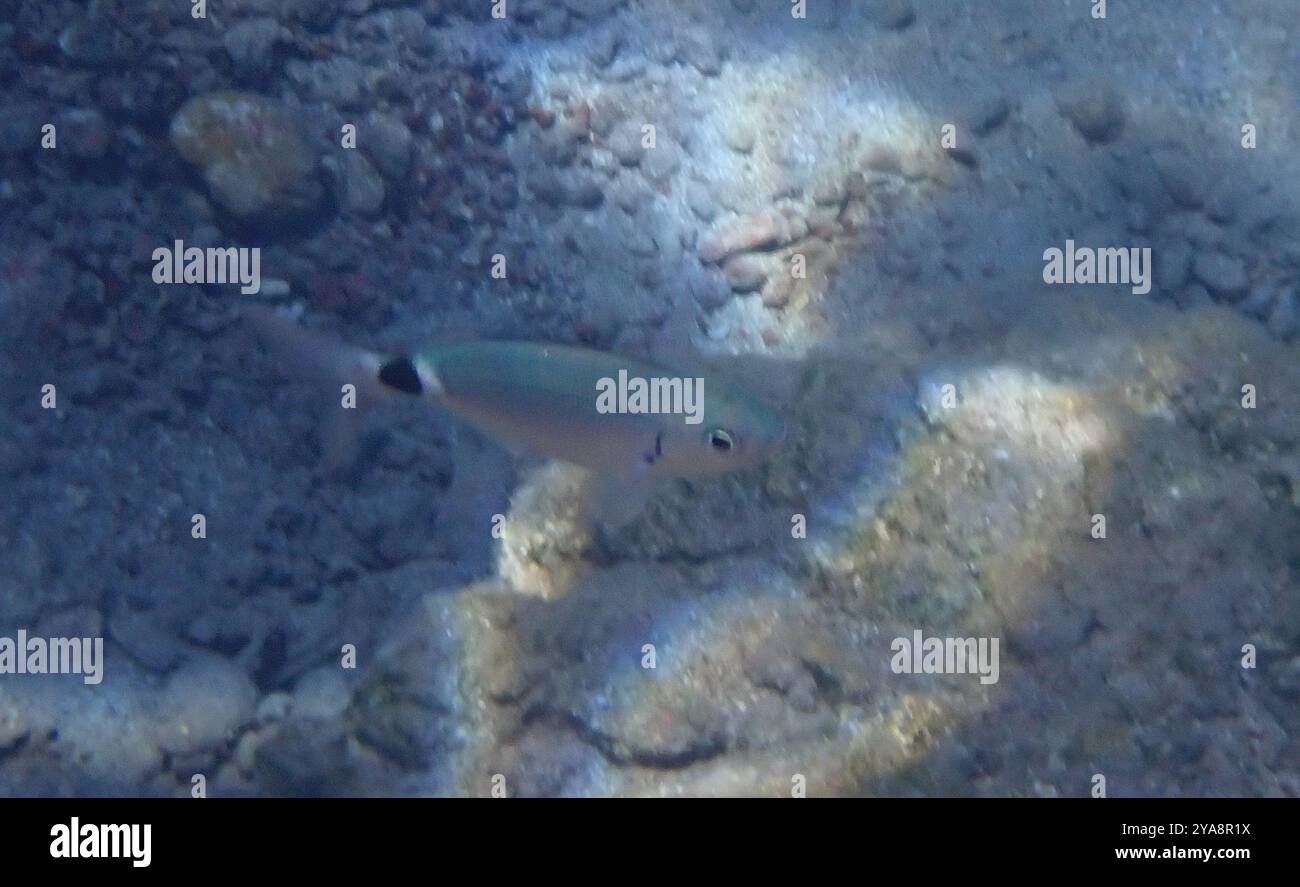 Saddled Seabream (Oblada melanurus) Actinopterygii Stock Photo - Alamy