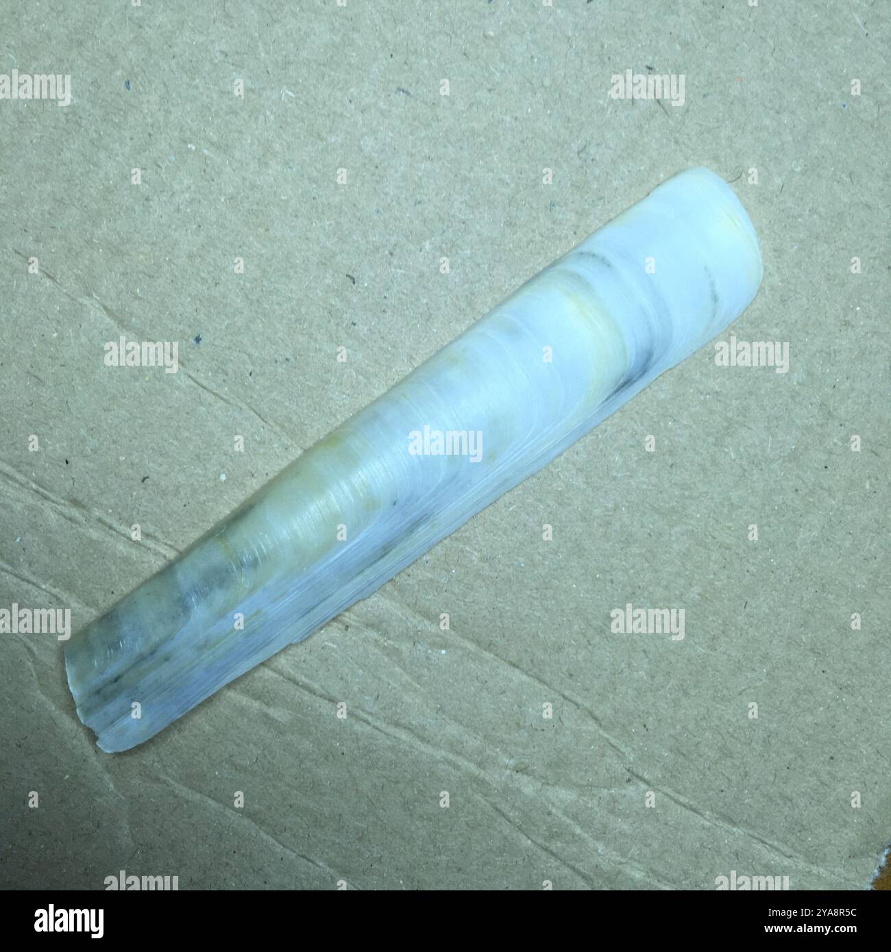 Grooved Razor Shell (Solen marginatus) Mollusca Stock Photo - Alamy