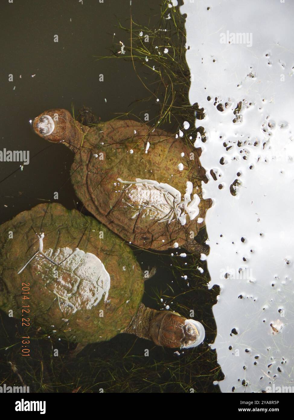 African Mud Turtles (Pelomedusidae) Reptilia Stock Photo - Alamy