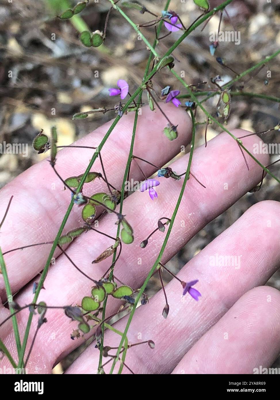 Little-leaf Tick-clover (Desmodium ciliare) Plantae Stock Photo - Alamy
