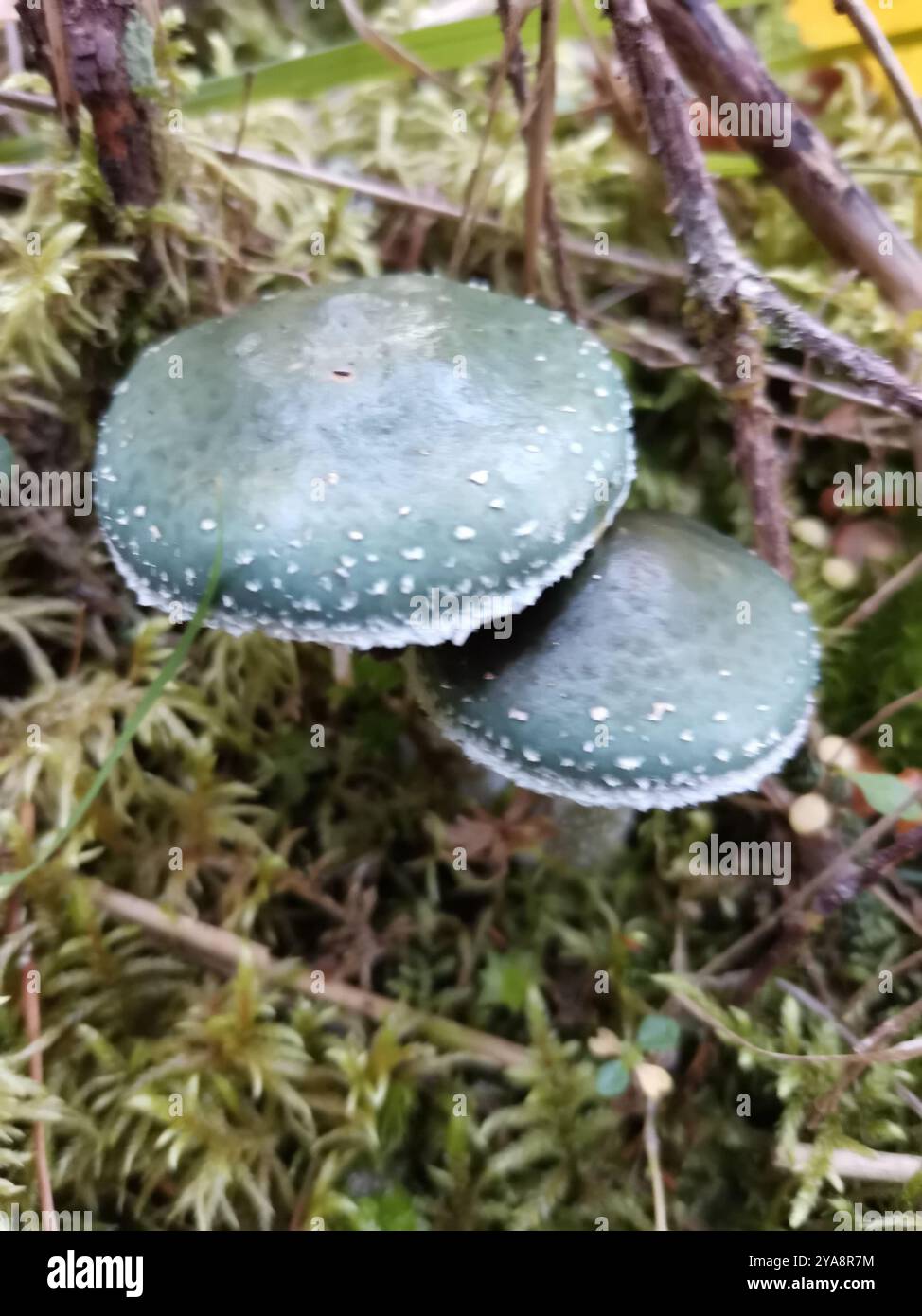 Verdigris Agaric (Stropharia aeruginosa) Fungi Stock Photo - Alamy
