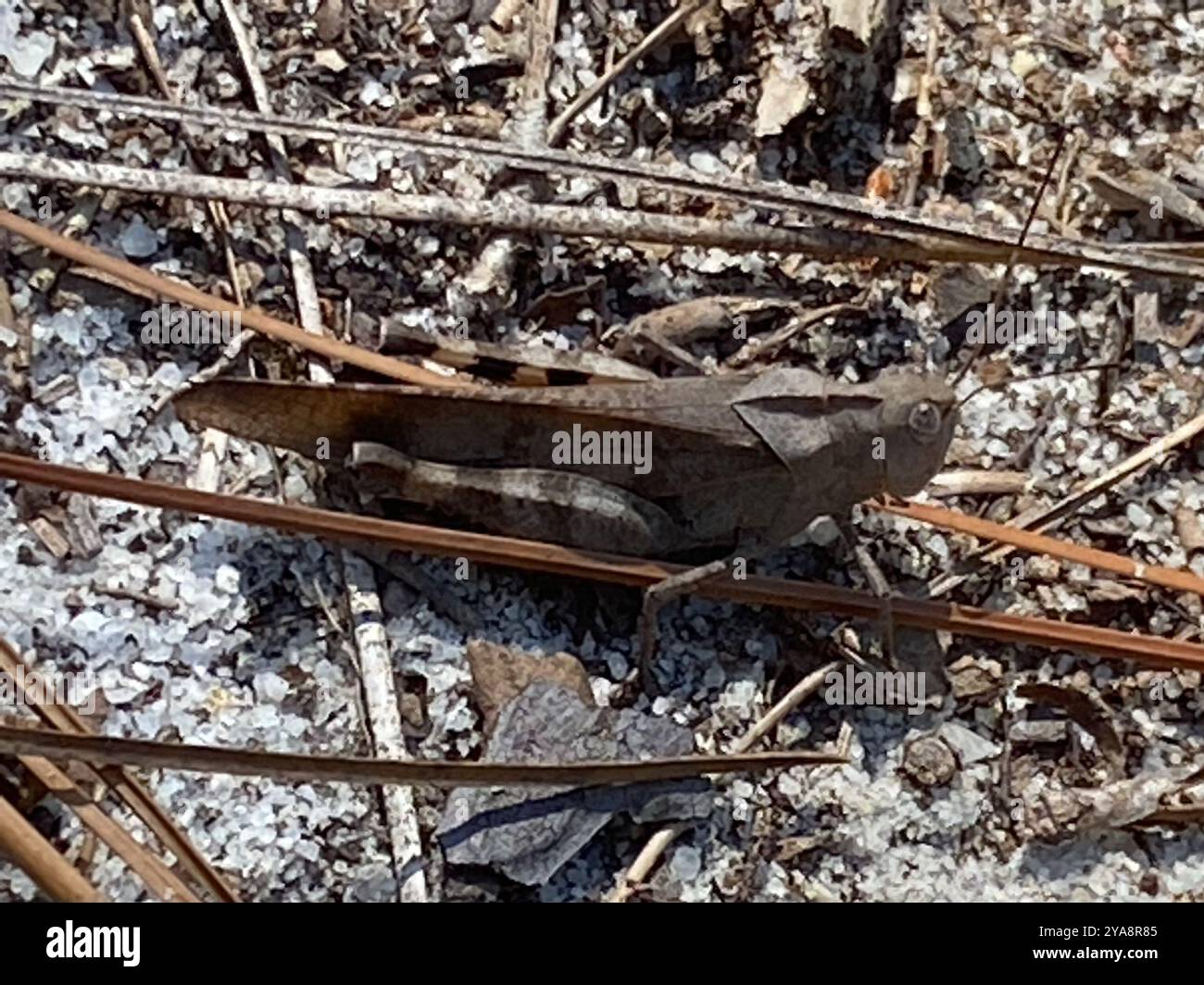 Spharagemon hi-res stock photography and images - Alamy