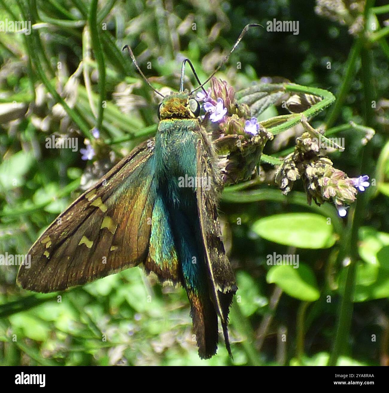 Long-tailed Skipper (Urbanus proteus) Insecta Stock Photo - Alamy