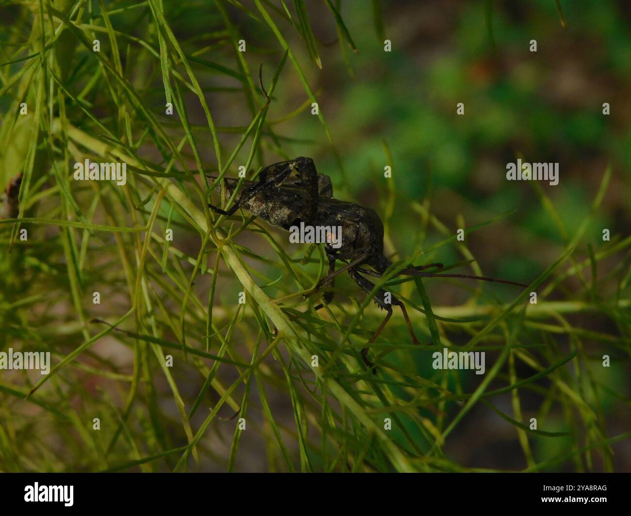 Florida leaf footed bug hi-res stock photography and images - Alamy